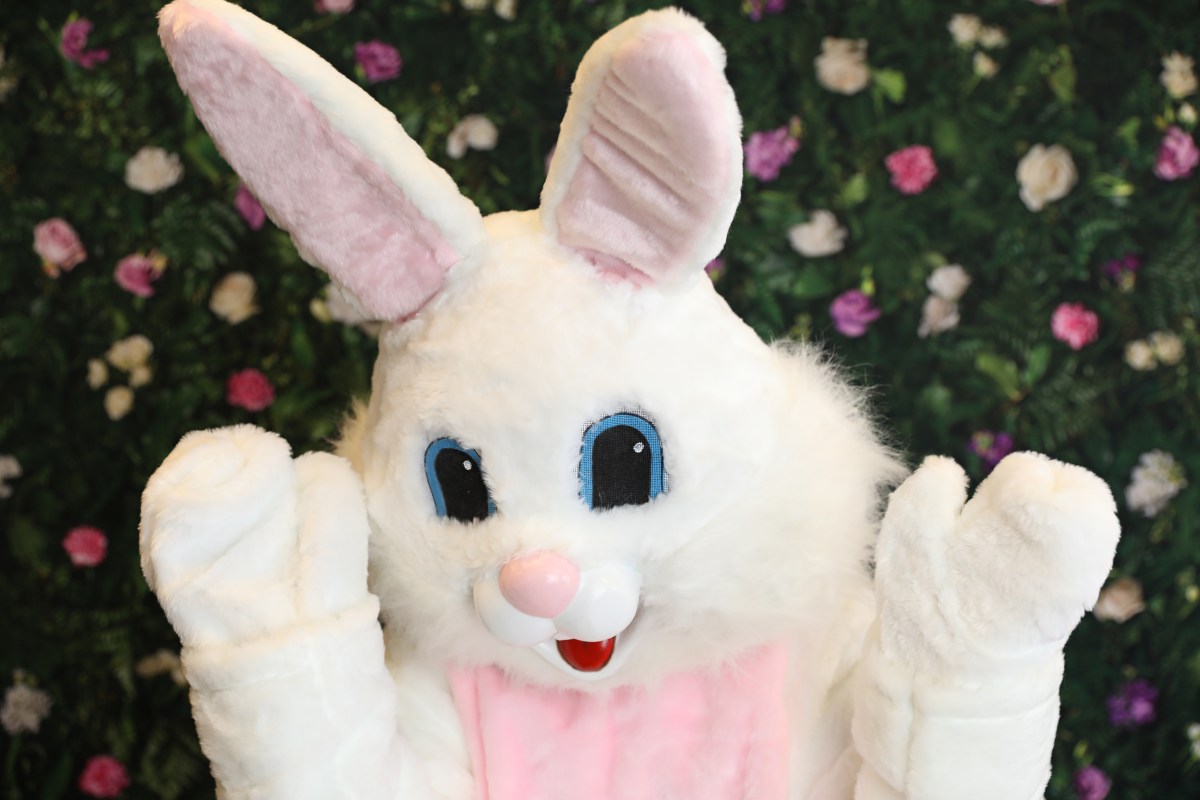 Hippity Hoppity Easters on its way! – Amanda Greer Photography